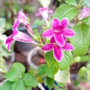 Alma_store at Taplink