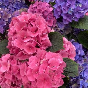 Proplants at Taplink