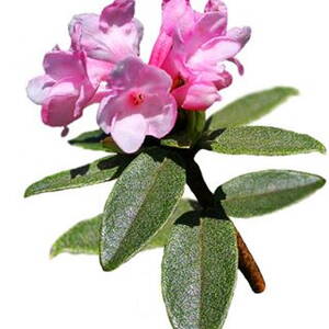 Sagan_dalya at Taplink