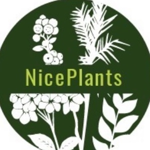 Lu_blue_berry at Taplink