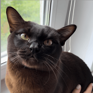 Choco_pie_burma at Taplink