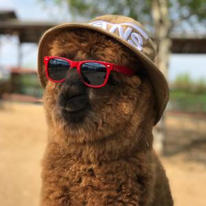 Russian_alpacas at Taplink