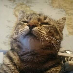 Kitty_horror_picture_show at Taplink