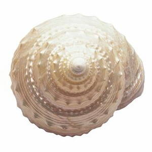 Rocaille_interior_design at Taplink