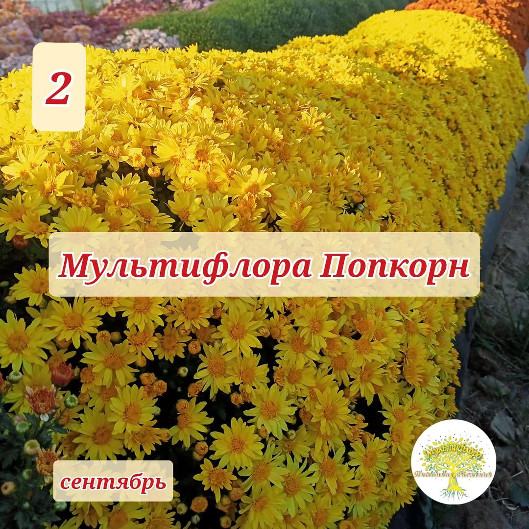 Хризантема 02