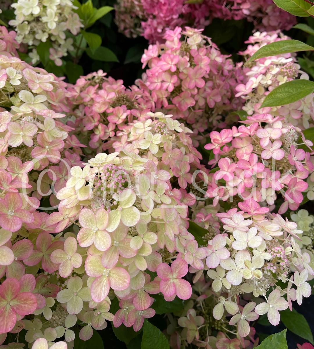 Гортензия метельчатая “Panflora”