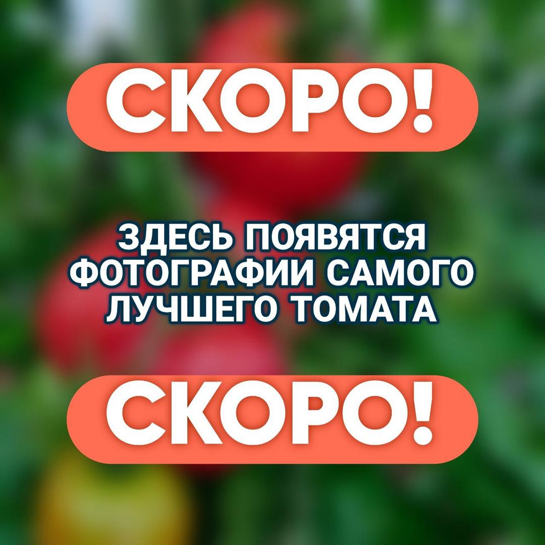 Томат "Инжир красный"